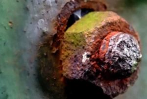 10 Common Types of Corrosion in Metals [With Examples]
