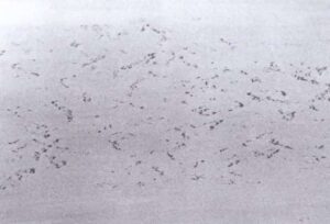 12 Types of Forging Defects [Their Causes & Remedies] PDF